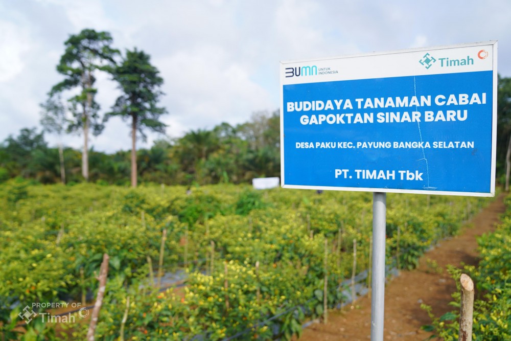 Gapoktan Sinar Baru Sukses Budidaya Cabai, Didukung PT Timah – Asatu Online
